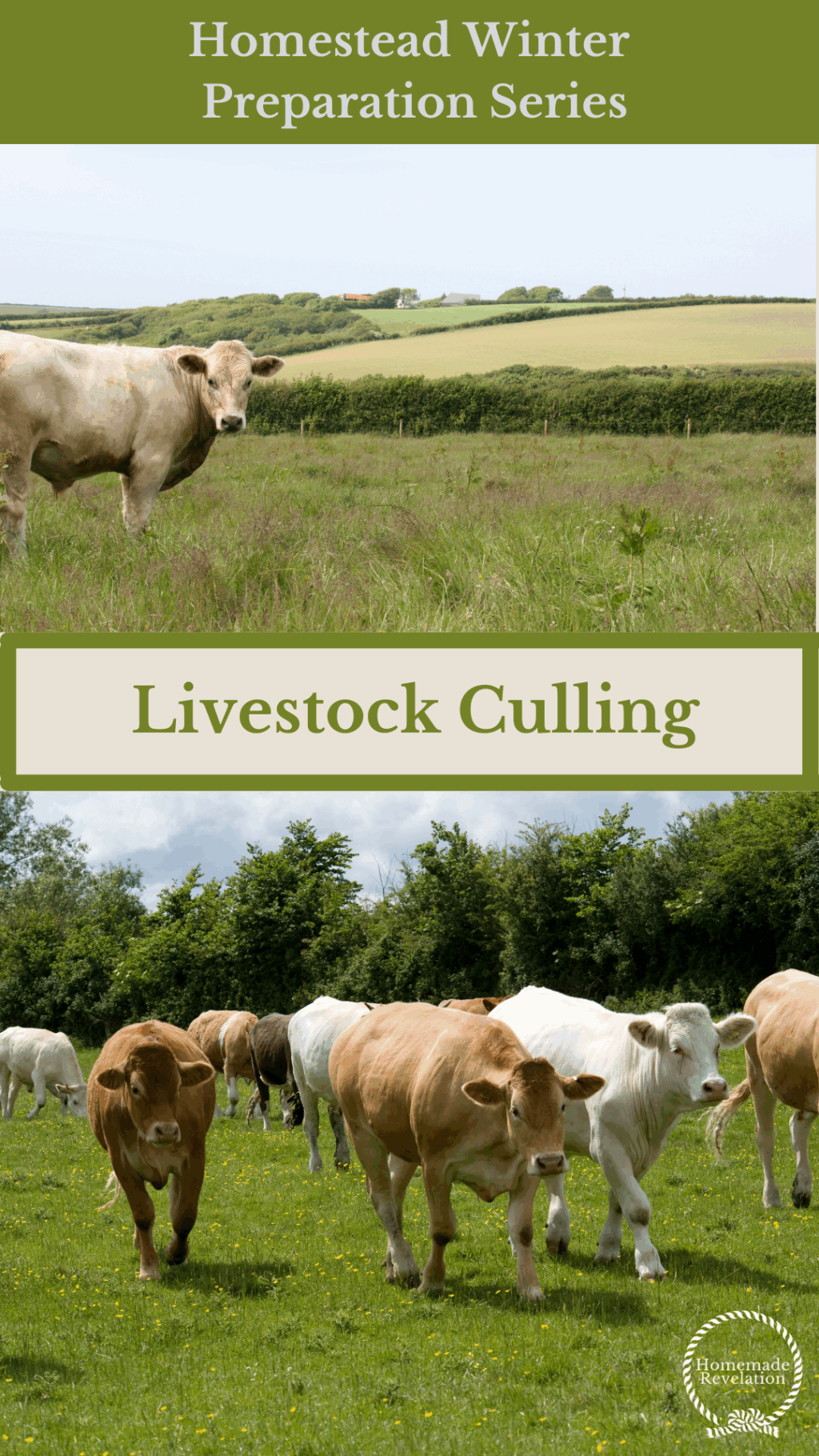 Why is culling livestock the best choice for your homestead? - The ...