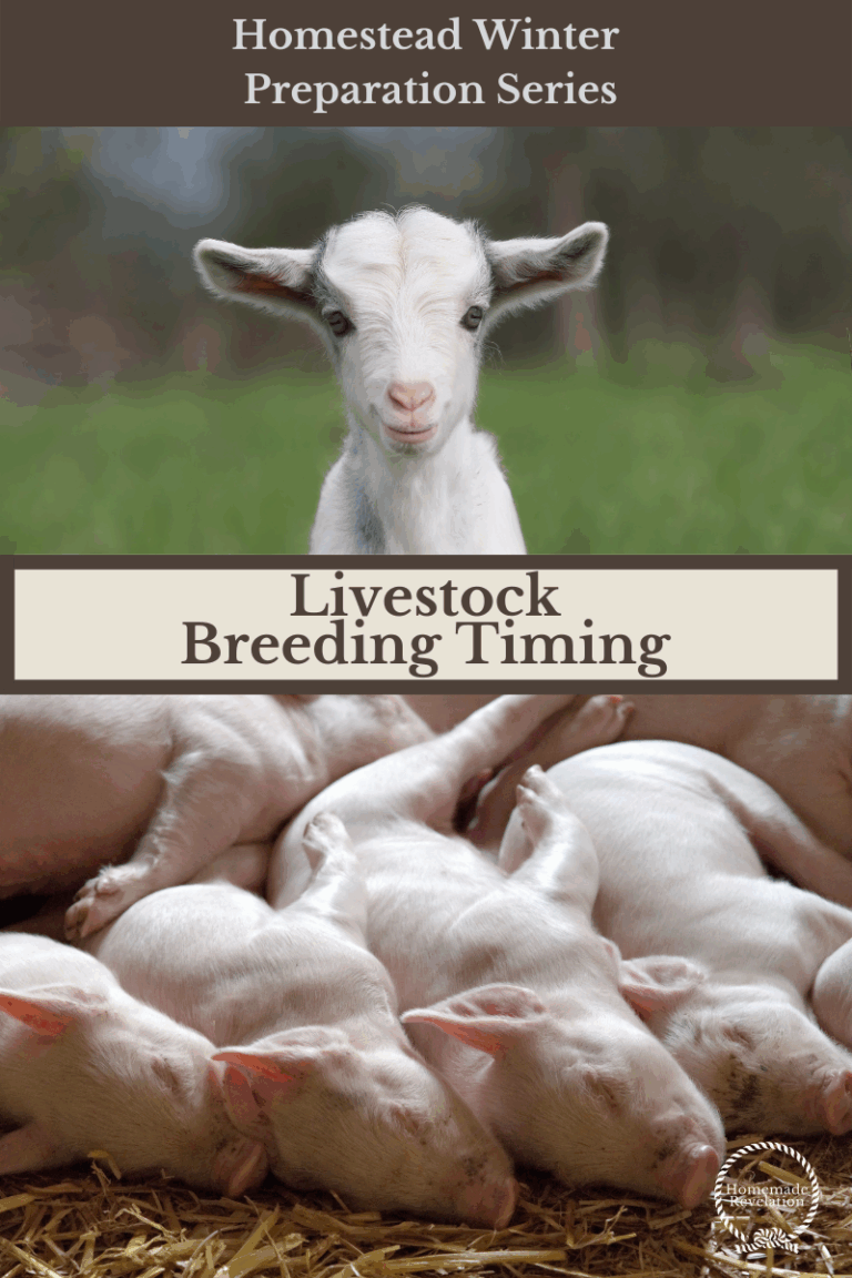 When should you be breeding livestock on your homestead? - The ...