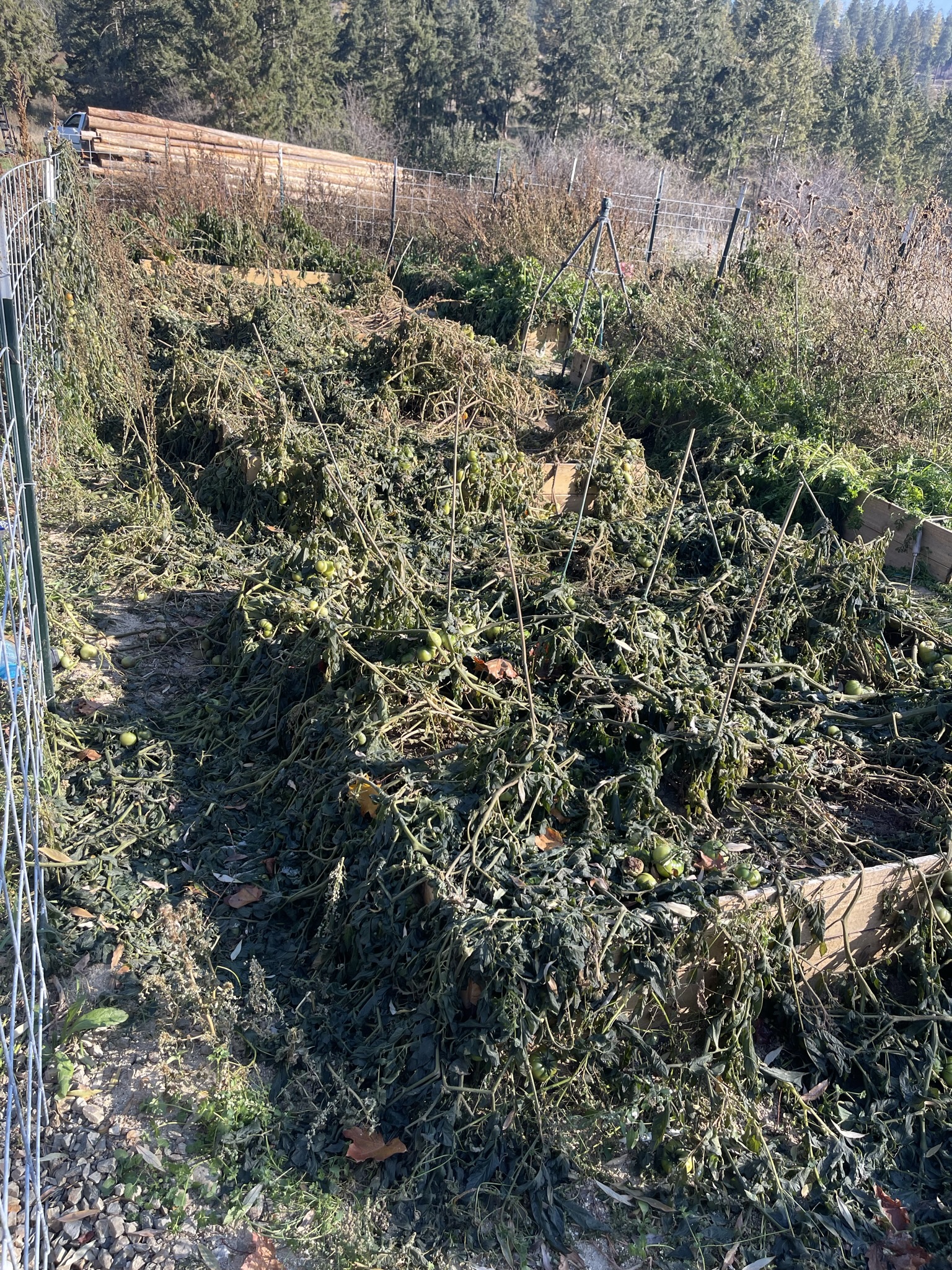 How do I salvage a frozen garden? - The Homestead Education