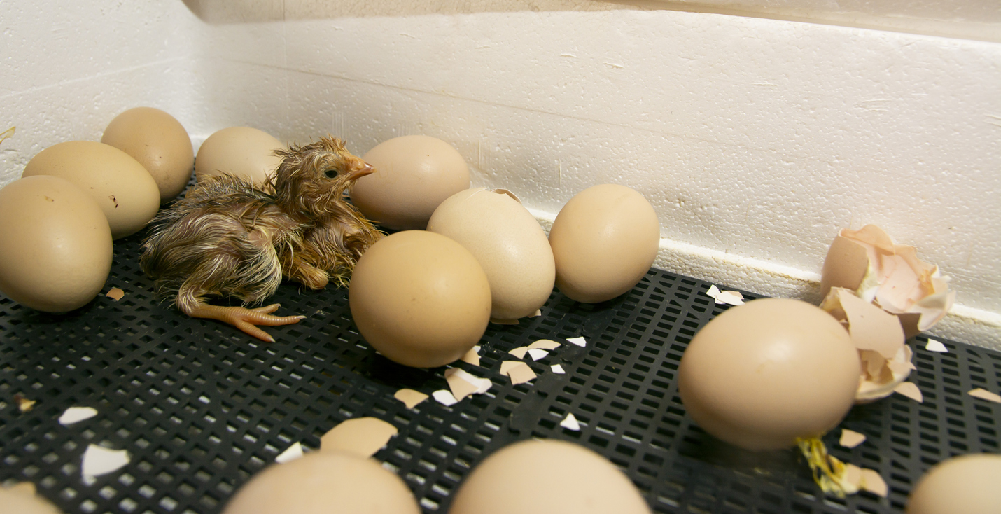 Should You Assist A Hatching Chick? - The Homestead Education