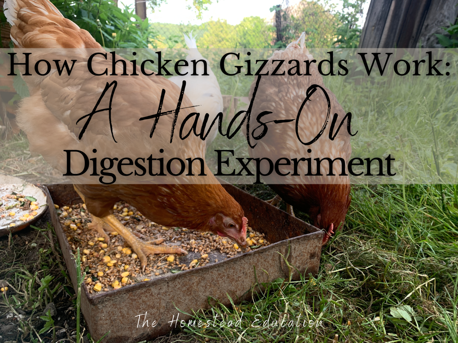 How Chicken Gizzards Work: A Hands-On Digestion Experiment - The ...